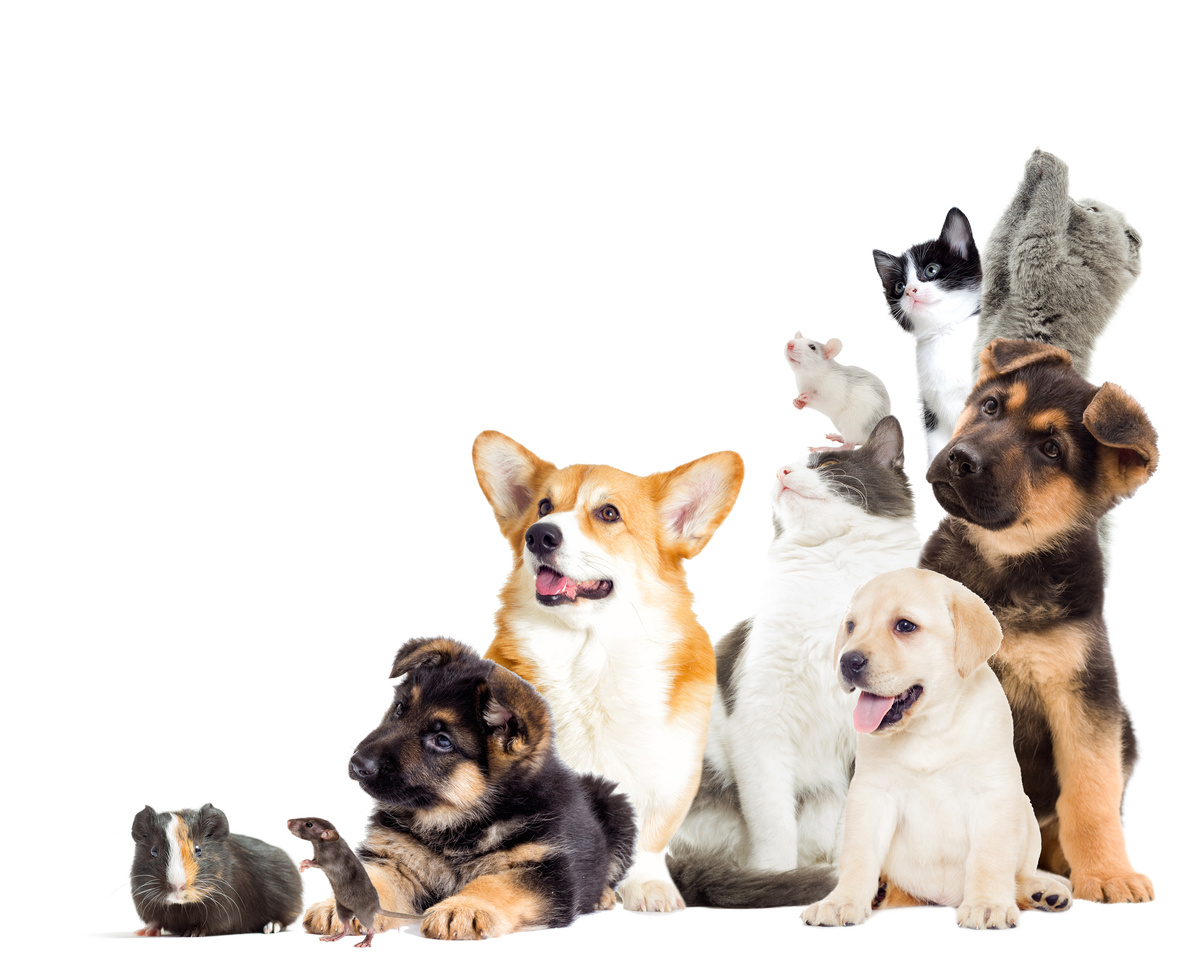 Pet Services - Corless Funeral Homes & Cremation Services